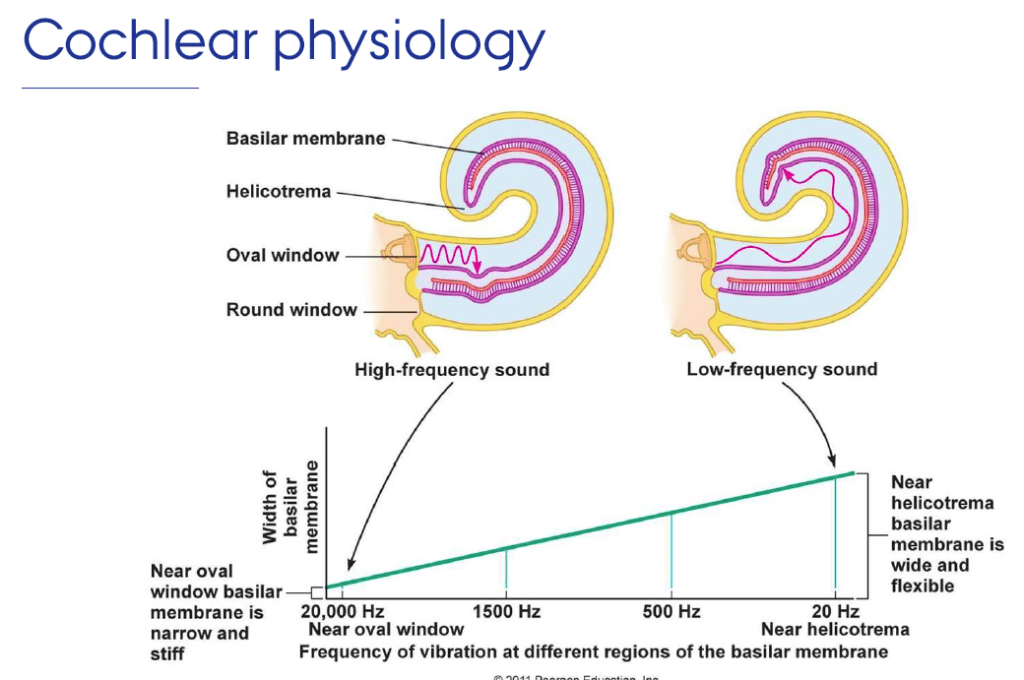 L'anatomie de l'oreille pour les nuls | Wiki Oreille malade